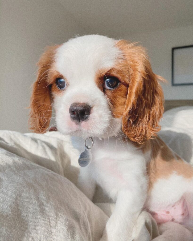 Cavalier King Charlies - Angelica Paws Home