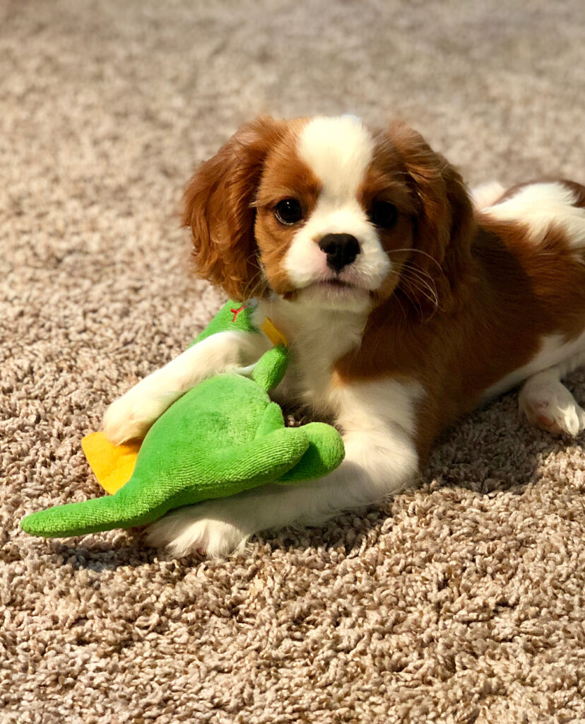 Cavalier King Charlies - Angelica Paws Home
