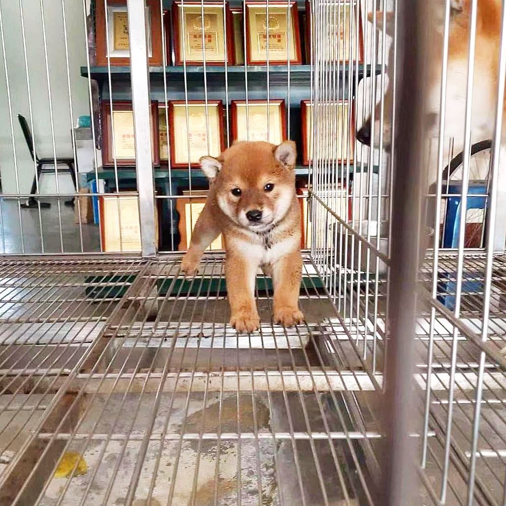 Shiba Inu Puppies - Angelica Paws Home