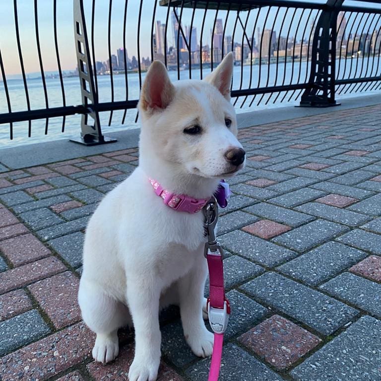 Shiba Inu Puppies - Angelica Paws Home