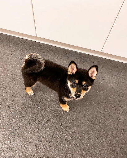 Shiba Inu Puppies - Angelica Paws Home