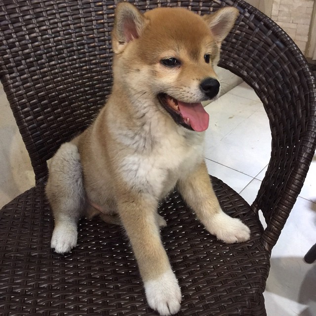 Shiba Inu Puppies - Angelica Paws Home